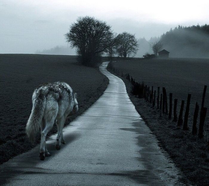 Captivating Images of the Saddest Roads