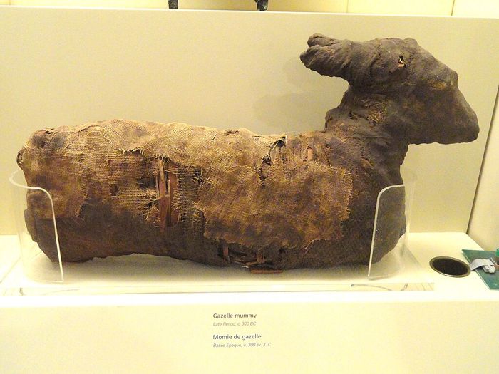 The Most Amazing Animal Mummies Unearthed in Egypt - Mytour