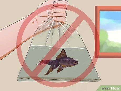 How to Treat White Spot Disease (Ich) in Tropical Fish (With Photos)